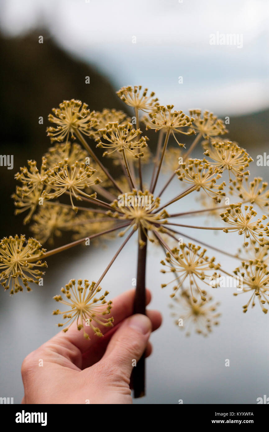 Hand holding plant hi-res stock photography and images - Alamy