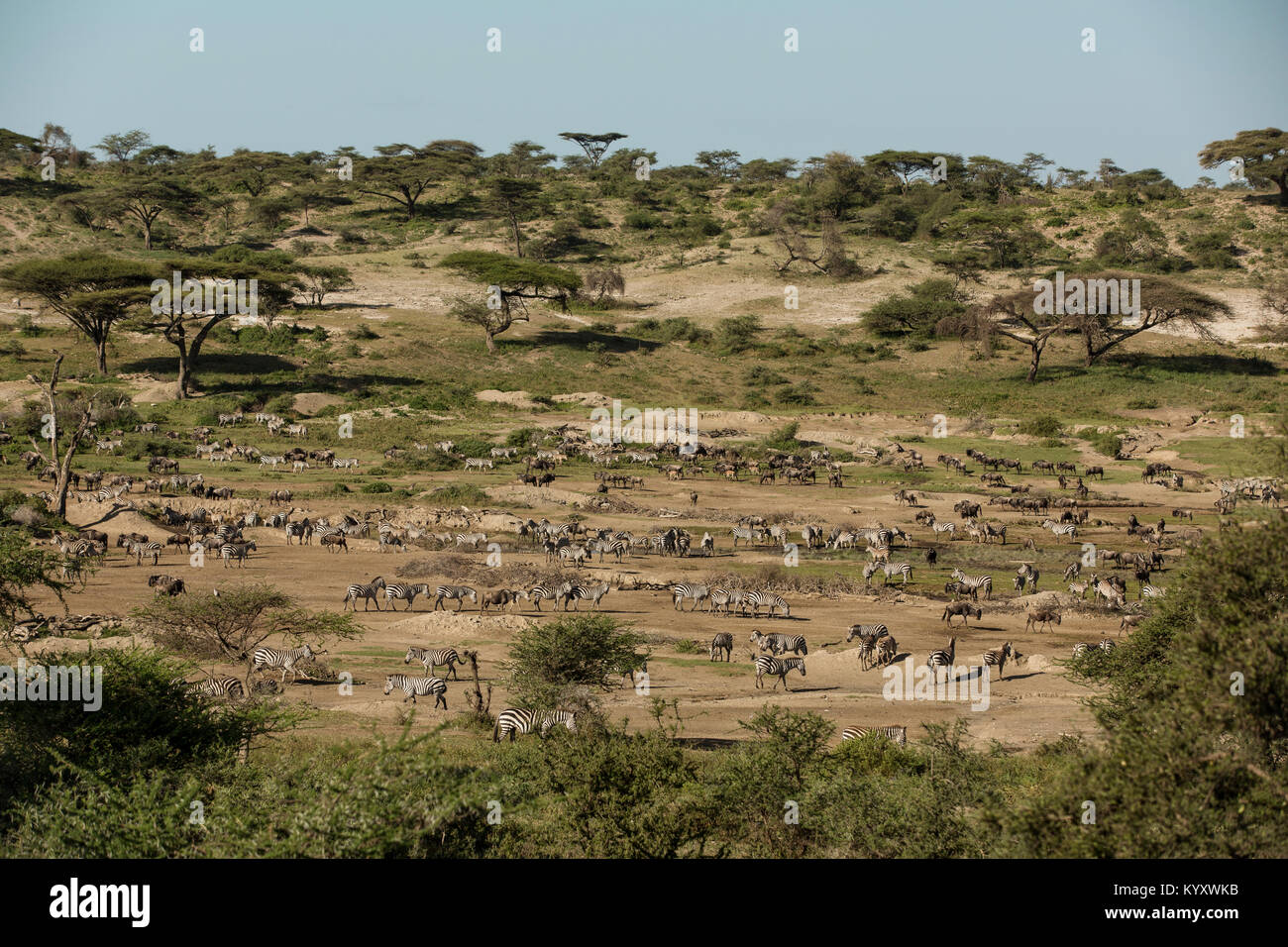 High angle view of wildebeests and zebras on field Stock Photo - Alamy