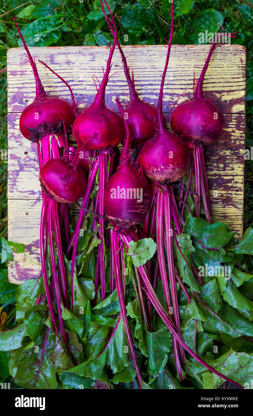 Overhead farm view hi-res stock photography and images - Alamy