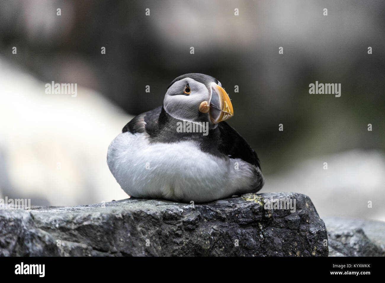 Sea Parrot posing Stock Photo - Alamy