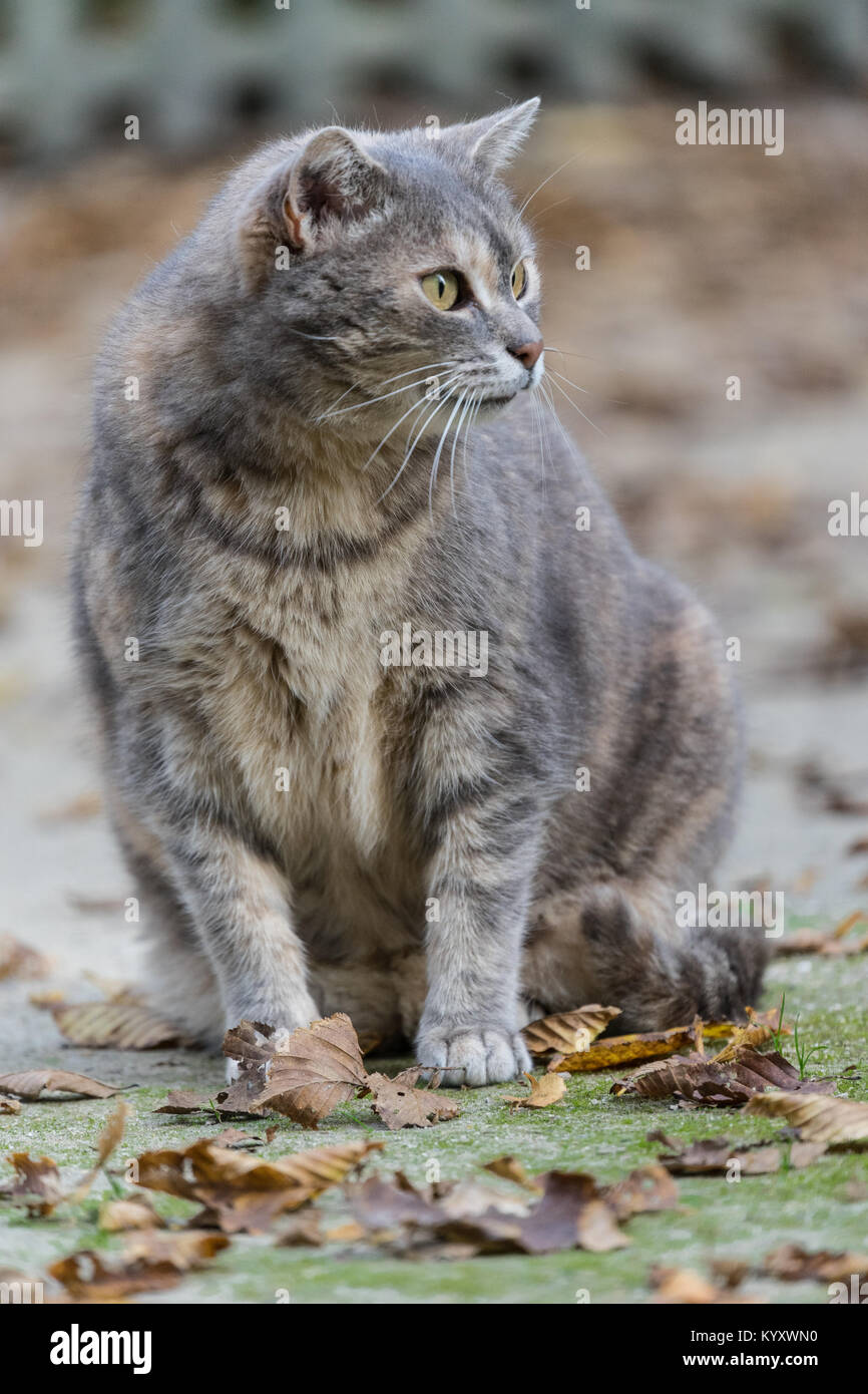 Grey wild cat Stock Photo - Alamy
