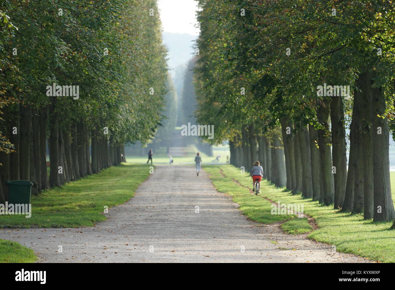Path between green trees Stock Photo - Alamy