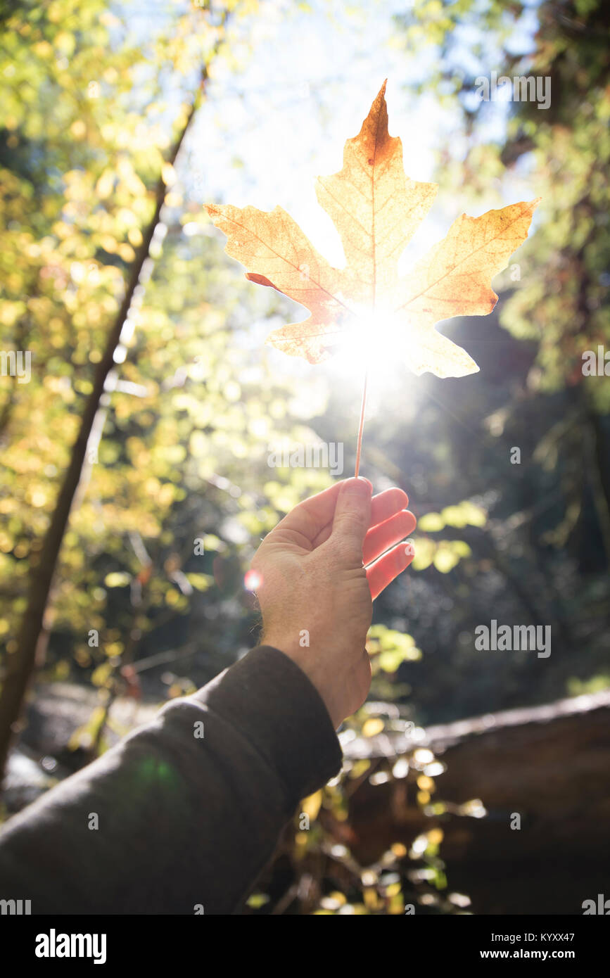 Hand holding maple leaf hi-res stock photography and images - Alamy