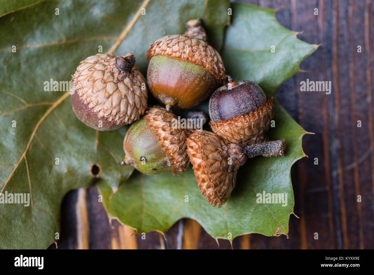 Still life with acorns hi-res stock photography and images - Alamy