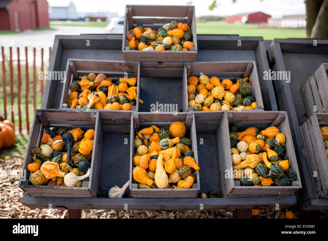 Squash in wooden boxes for sale Stock Photo - Alamy