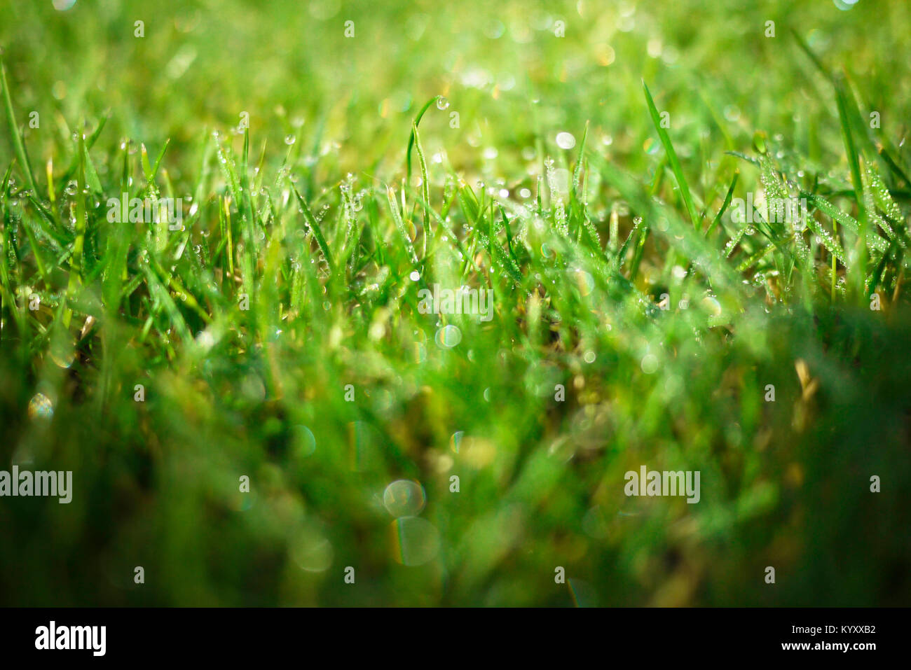 Close-up of wet grass growing on field Stock Photo - Alamy