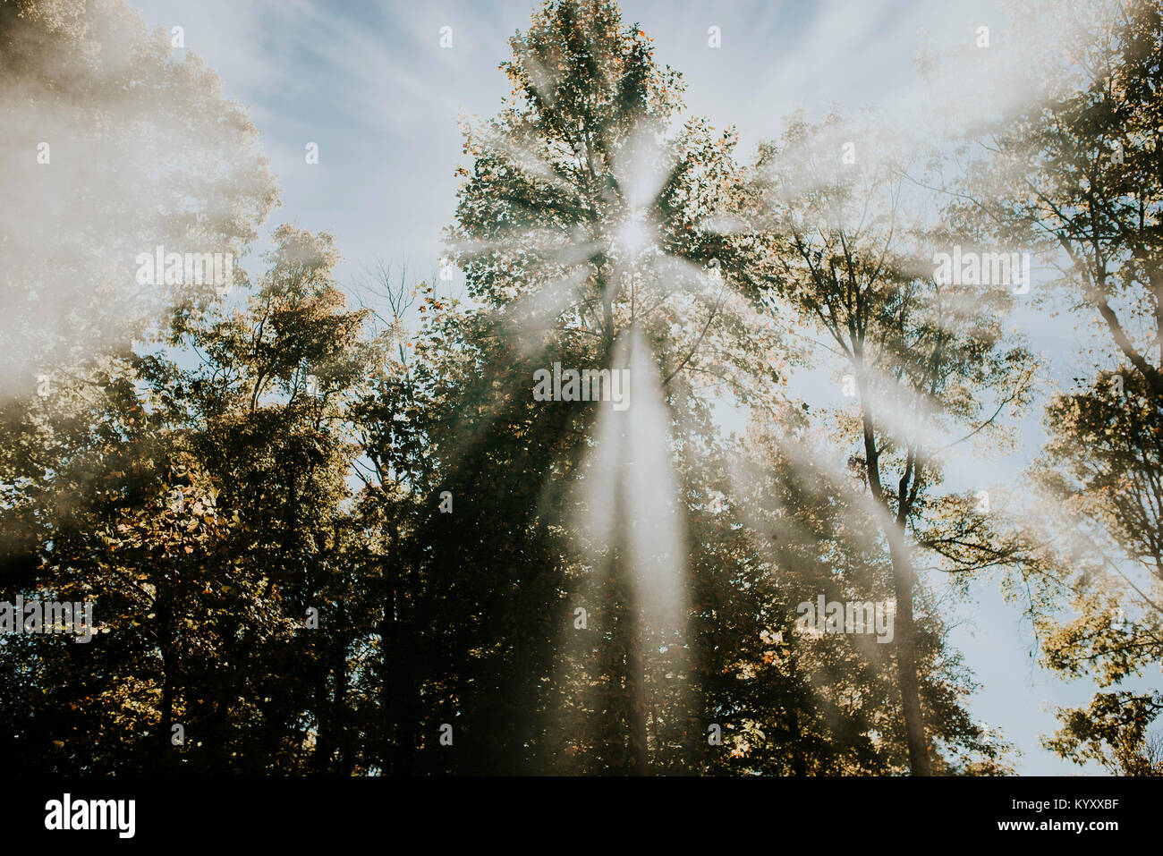 Low angle view of sunlight falling through trees at forest Stock Photo ...