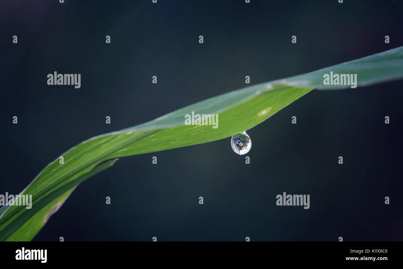 Close-up of dew drop on plant Stock Photo - Alamy