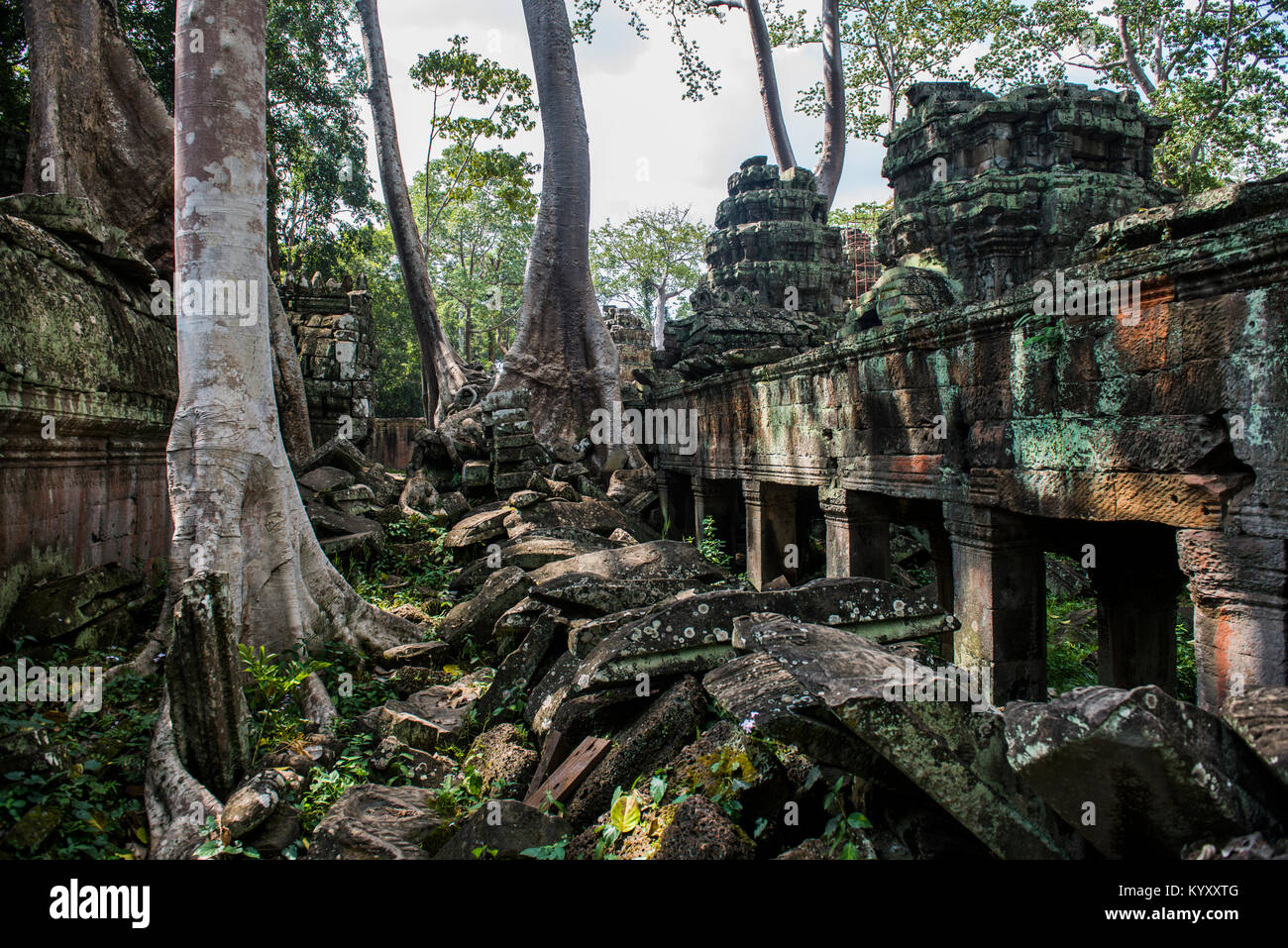 Weathered trees hi-res stock photography and images - Alamy