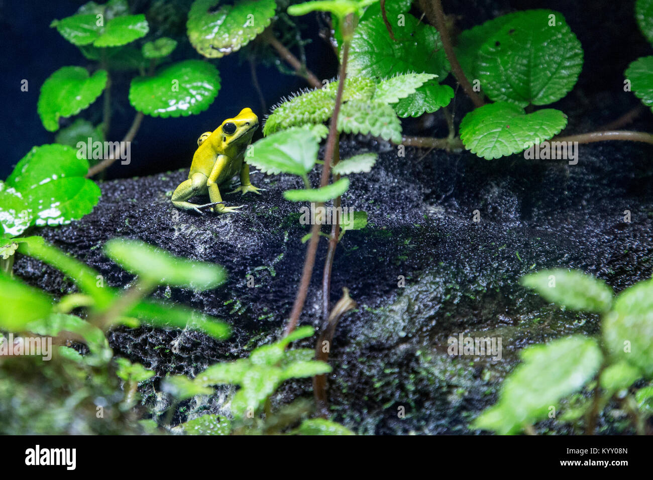 Frog rock hi-res stock photography and images - Alamy