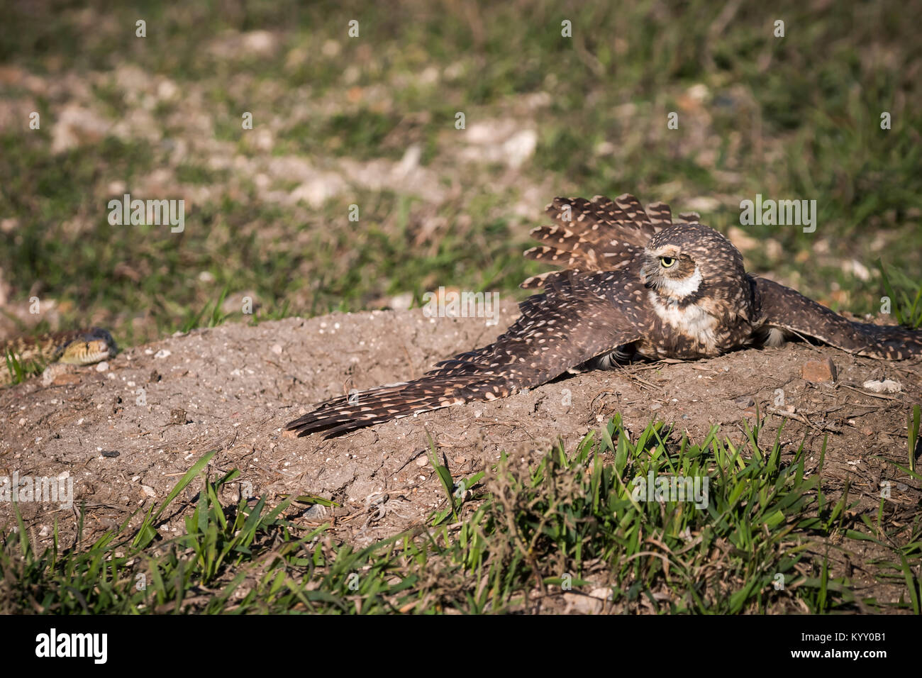 Burrowing Owl (Athene cunicularia) Burrowing owl in prarrie dog hole ...