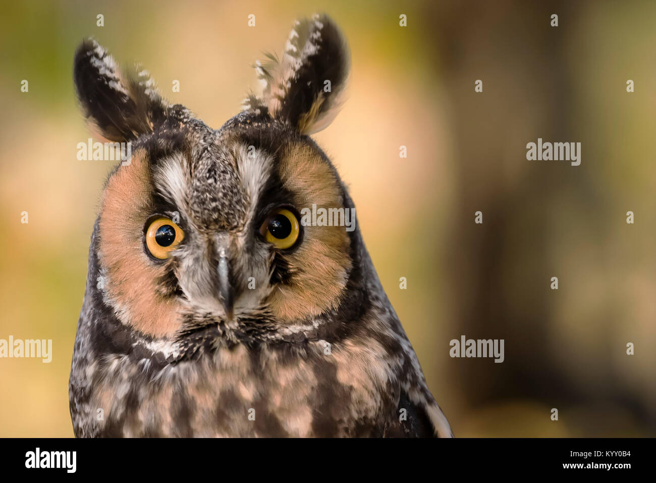 Long-eared Owl (Asio otus) Female long-eared owl perched on a limb, 8 ...