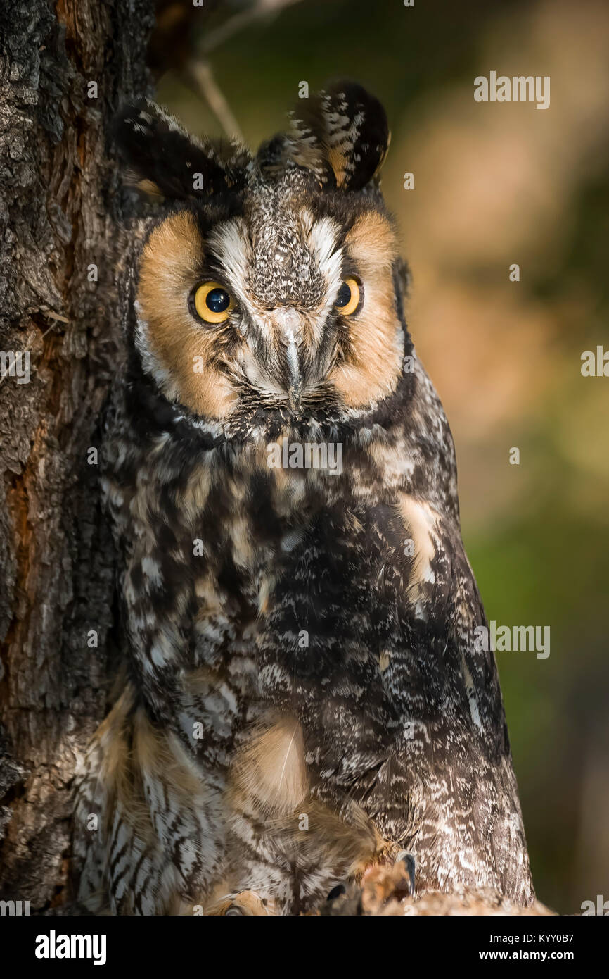 Long-eared Owl (Asio otus) Female long-eared owl perched on a limb, 8 ...