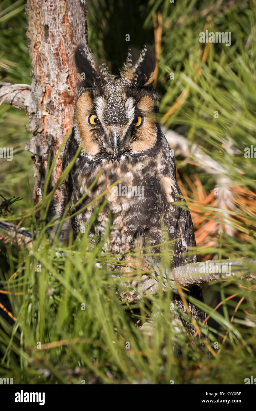 Long-eared Owl (Asio otus) Female long-eared owl perched on a limb, 8 ...