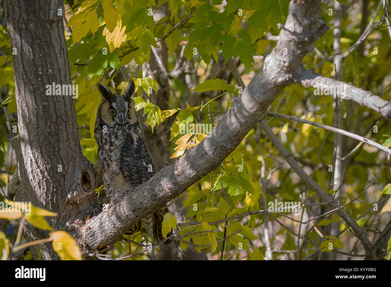 Long-eared Owl (Asio otus) Female long-eared owl perched on a limb, 8 ...