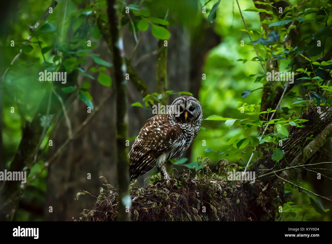 Barred Owl (Strix varia) Corkscrew Swamp Sanctuary, Florida Stock Photo ...