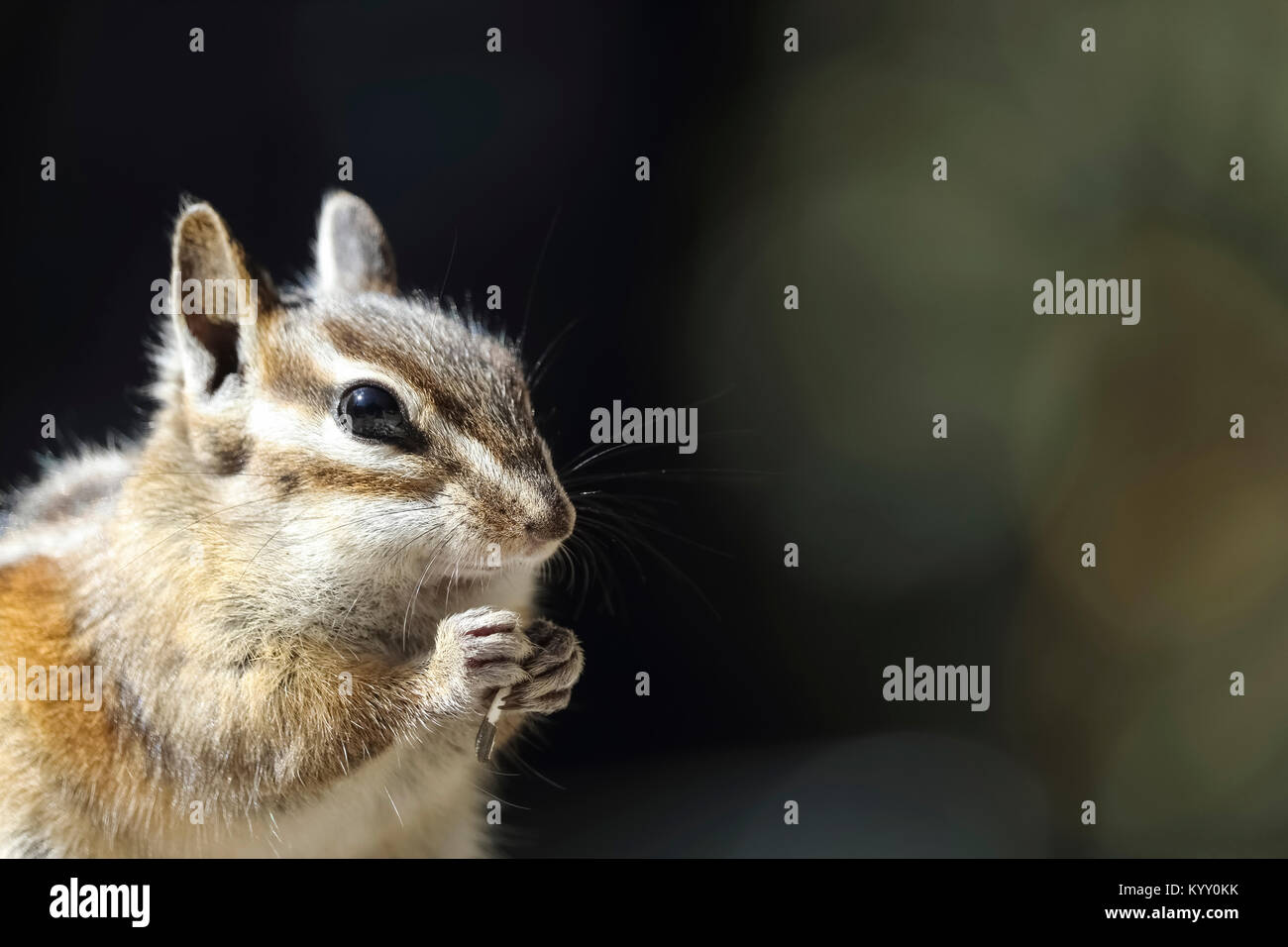 Chipmunk eating food hi-res stock photography and images - Alamy