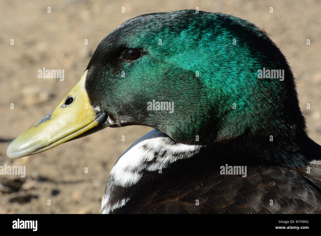 Portrait of male mixed breed Black Swedish and Cayuga duck and Mallard ...