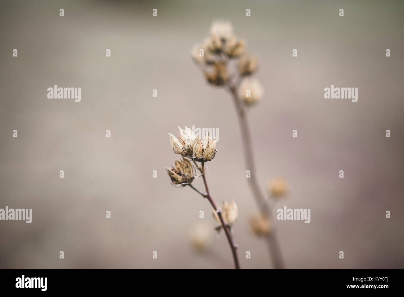 Wilted plant hi-res stock photography and images - Alamy