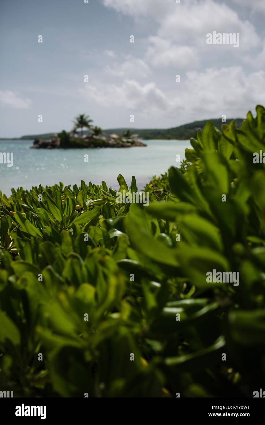 Growing beach hi-res stock photography and images - Alamy