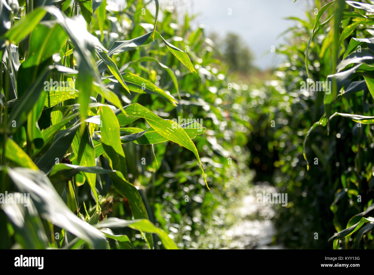 Corn crops hi-res stock photography and images - Alamy