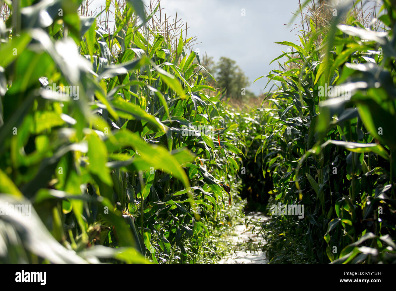 Growing corn plants hi-res stock photography and images - Alamy
