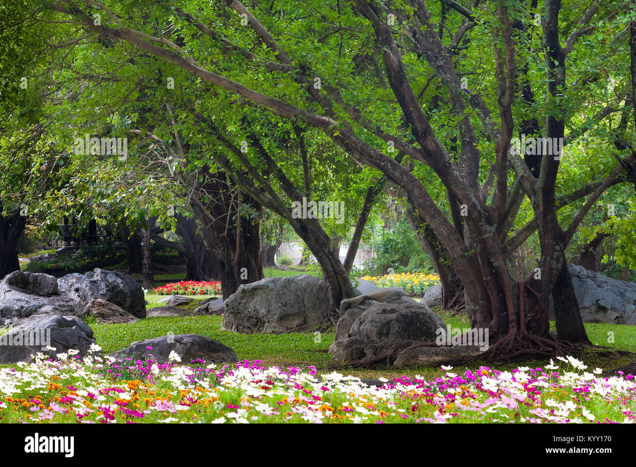 Trees in a Park Stock Photo - Alamy