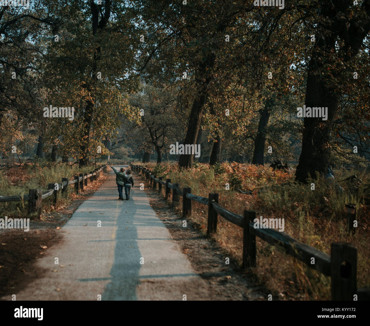 Rear view of brothers walking amidst forest at Yosemite National Park ...
