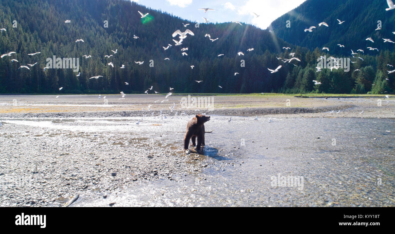 Bear looking at white birds flying against mountains Stock Photo - Alamy
