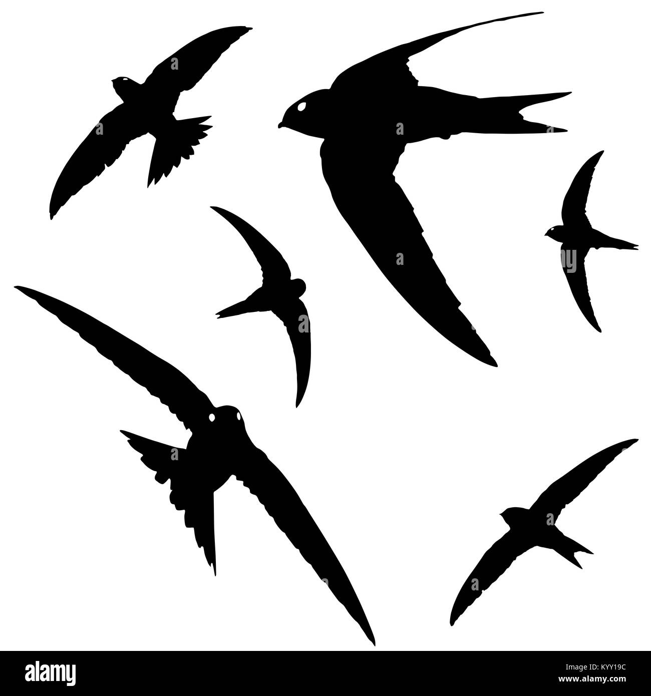 illustration of a collection of common swifts Stock Photo - Alamy