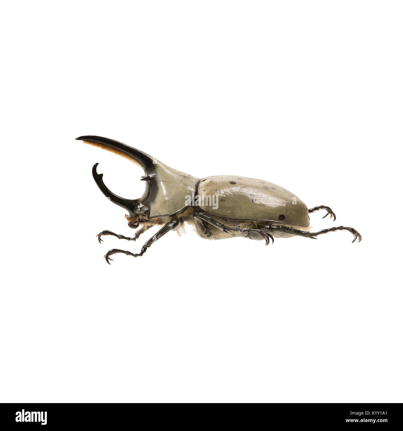 Close-up of rhinoceros beetle against white background Stock Photo - Alamy