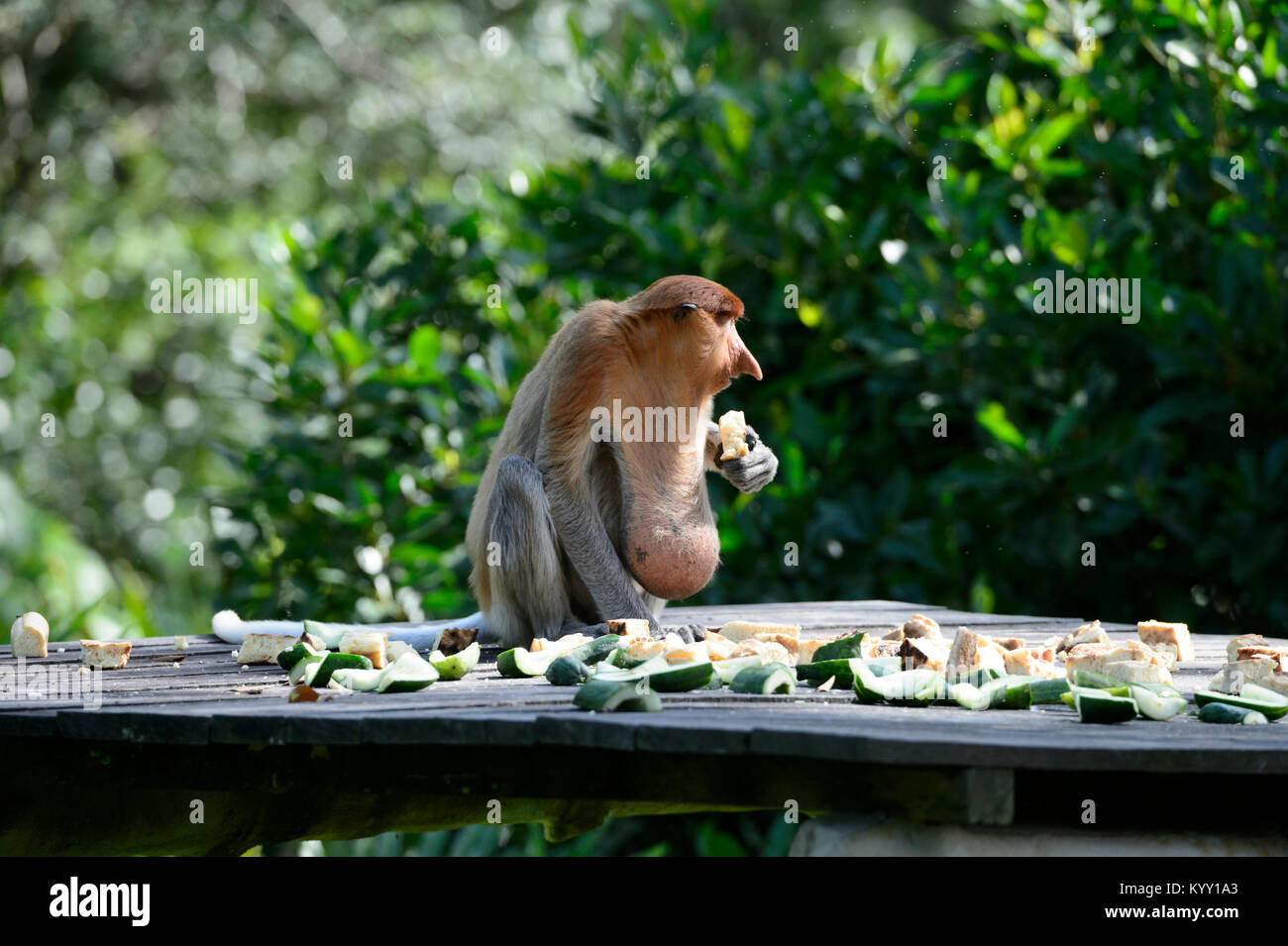 Goitre hi-res stock photography and images - Alamy