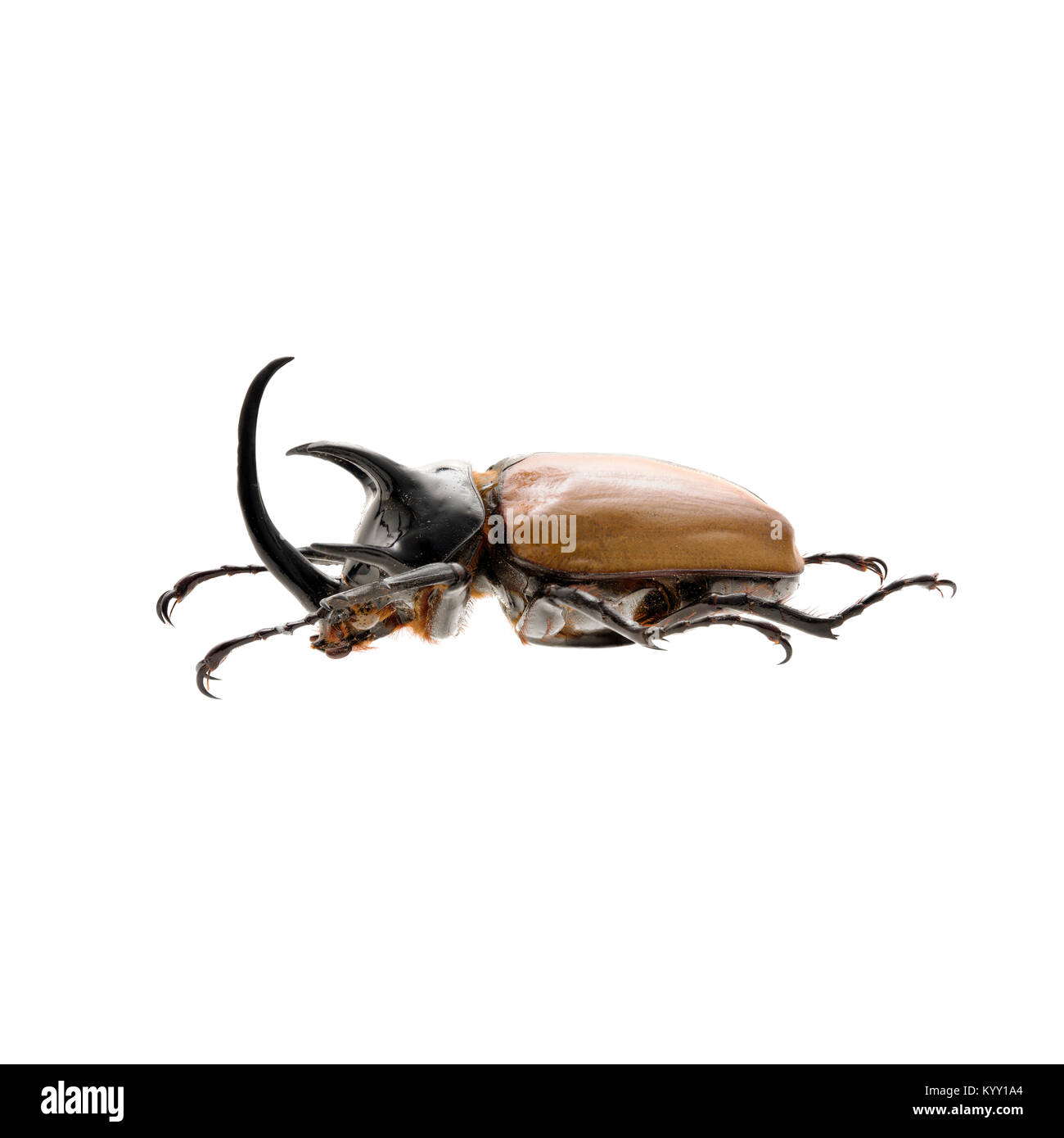 Black rhinoceros side profile hi-res stock photography and images - Alamy