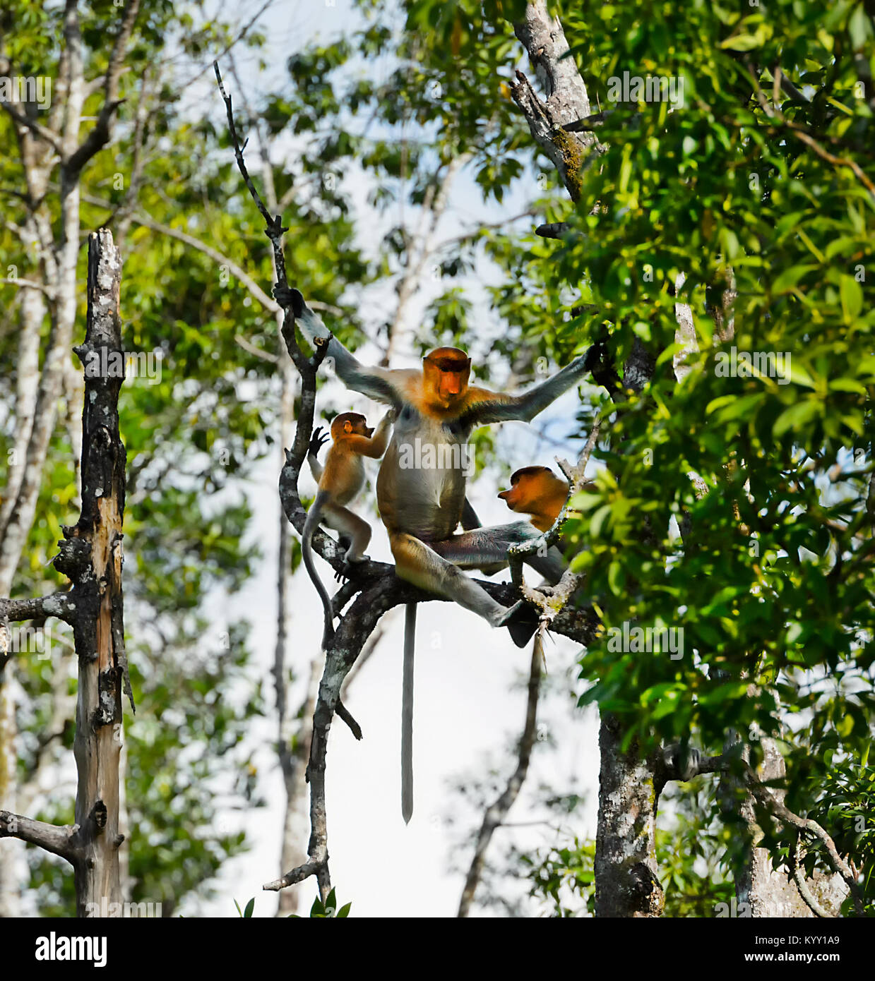 A family of Proboscis Monkeys (Nasalis larvatus), Proboscis Monkey ...