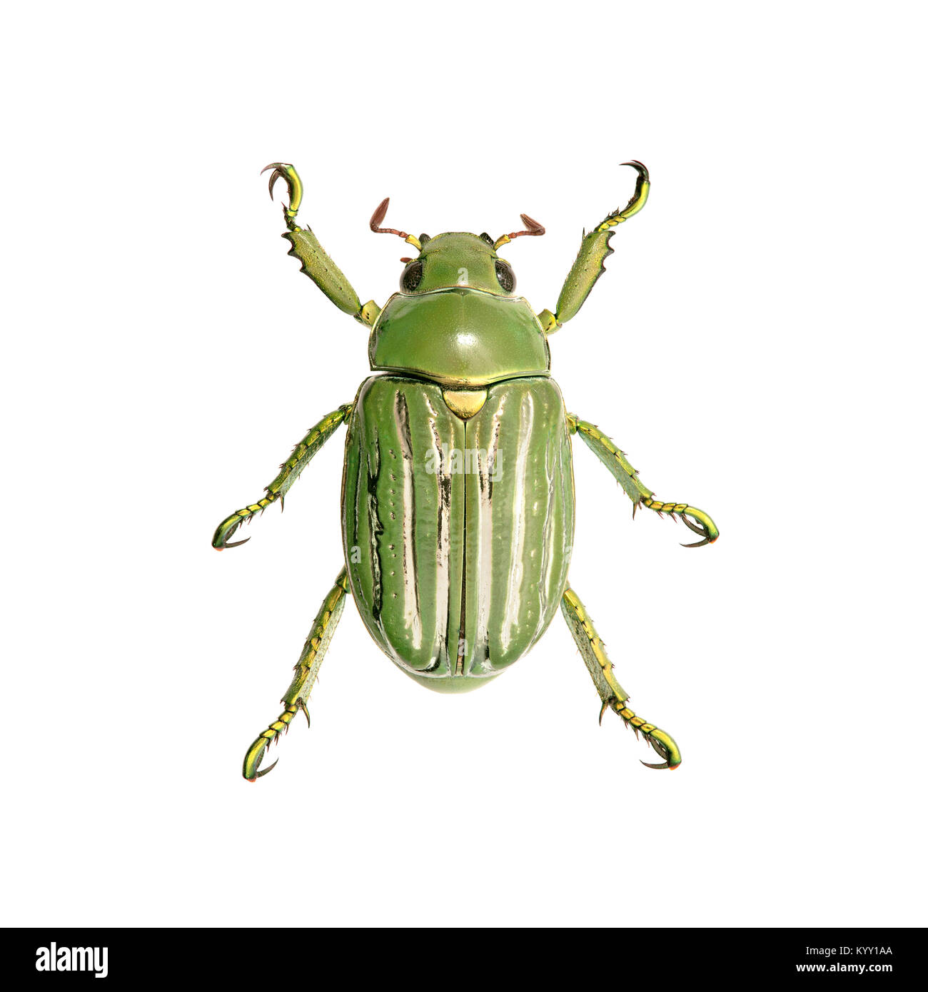 Insect limbs hi-res stock photography and images - Alamy