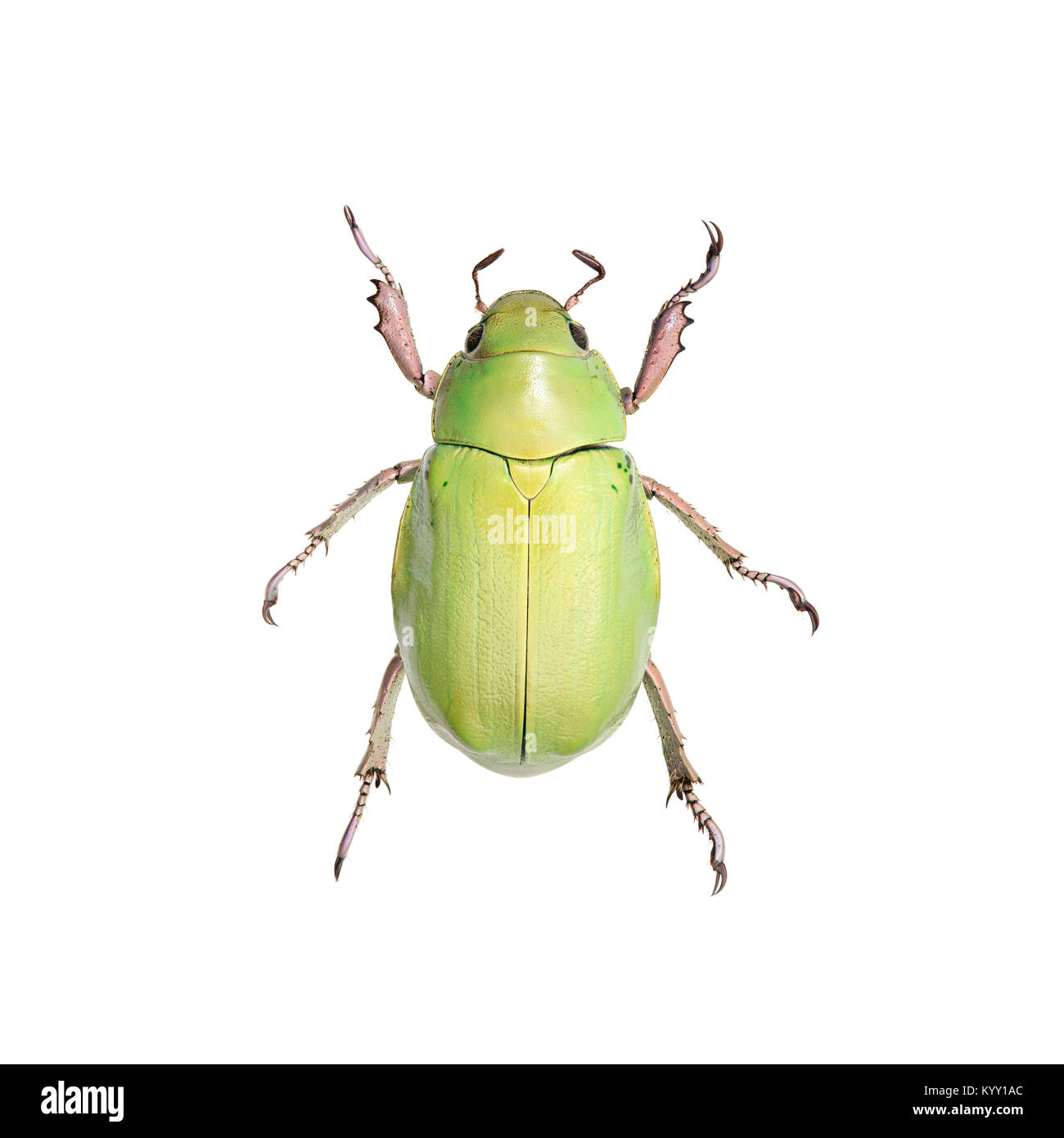 Zoology background hi-res stock photography and images - Alamy