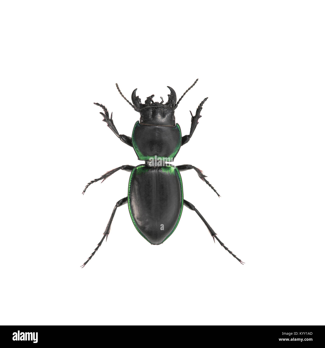 Shiny black beetle hi-res stock photography and images - Alamy