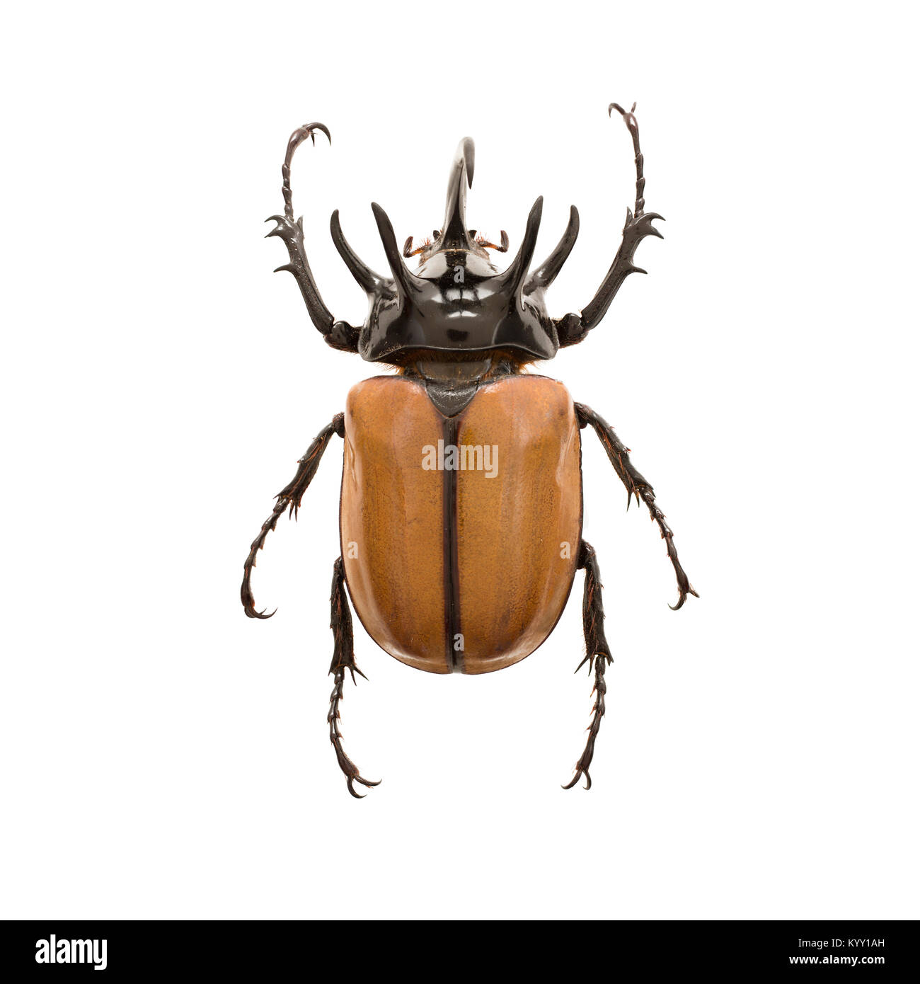 Beetle over white background Stock Photo - Alamy