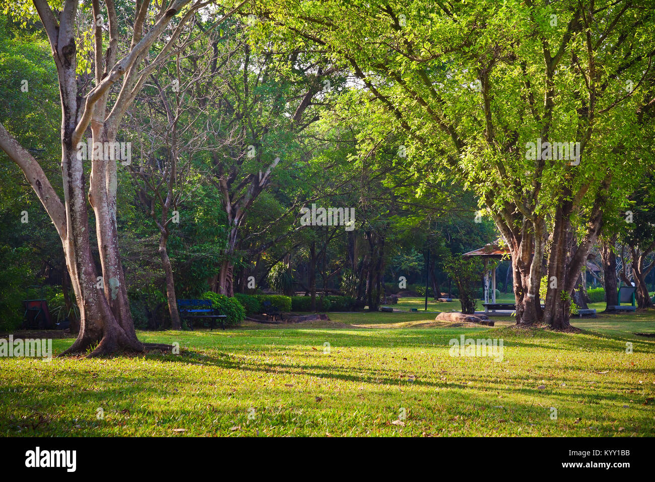 Trees in a park Stock Photo - Alamy