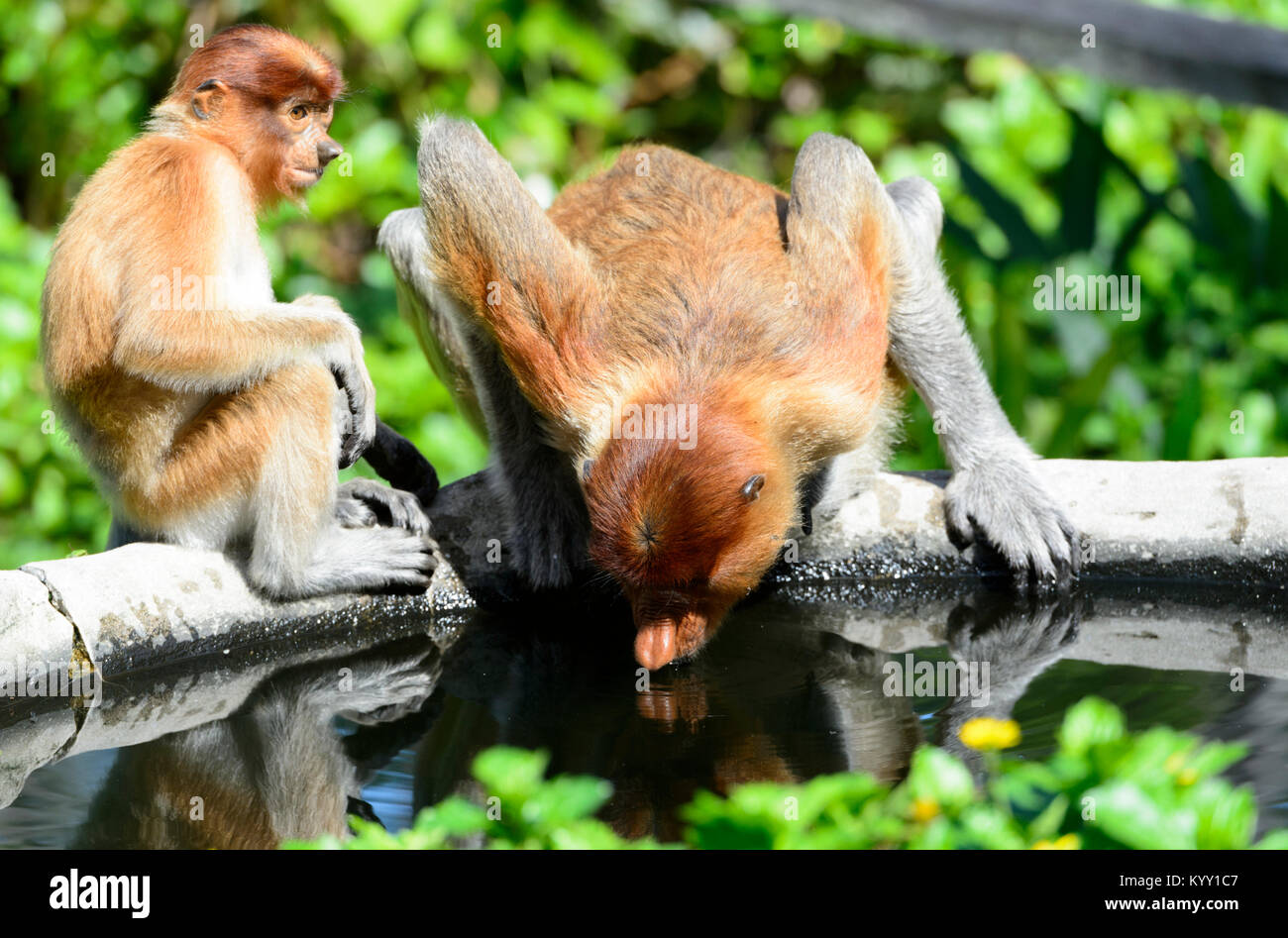 Female Proboscis Monkey (Nasalis larvatus) drinking with her baby ...