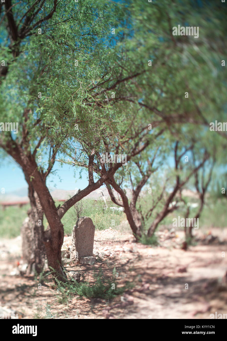 Trees growing at cemetery Stock Photo - Alamy