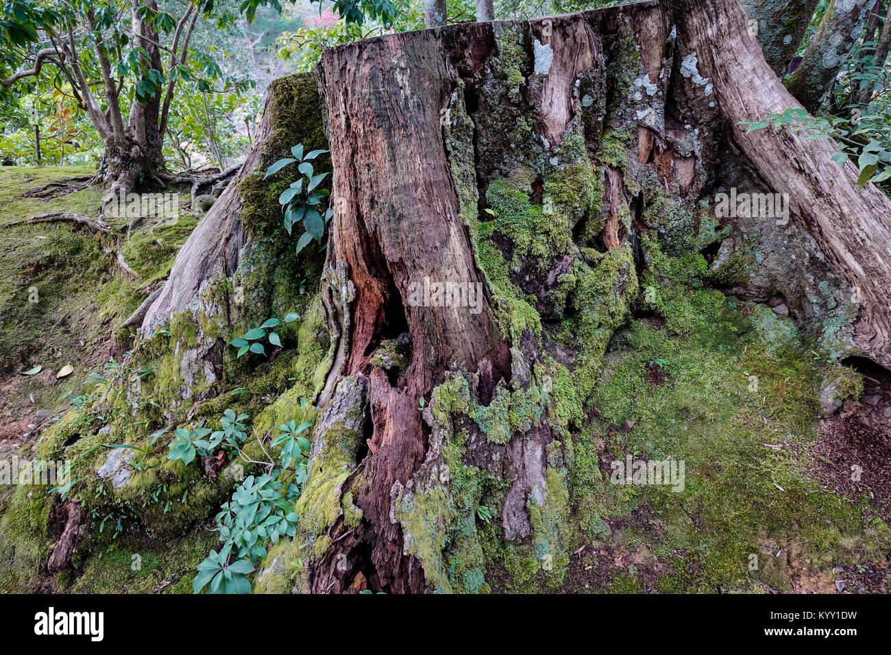 Ancient huge tree at the park in Kyoto, Japan Stock Photo - Alamy