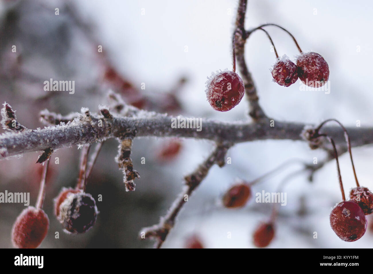 Close up frozen tree hi-res stock photography and images - Alamy