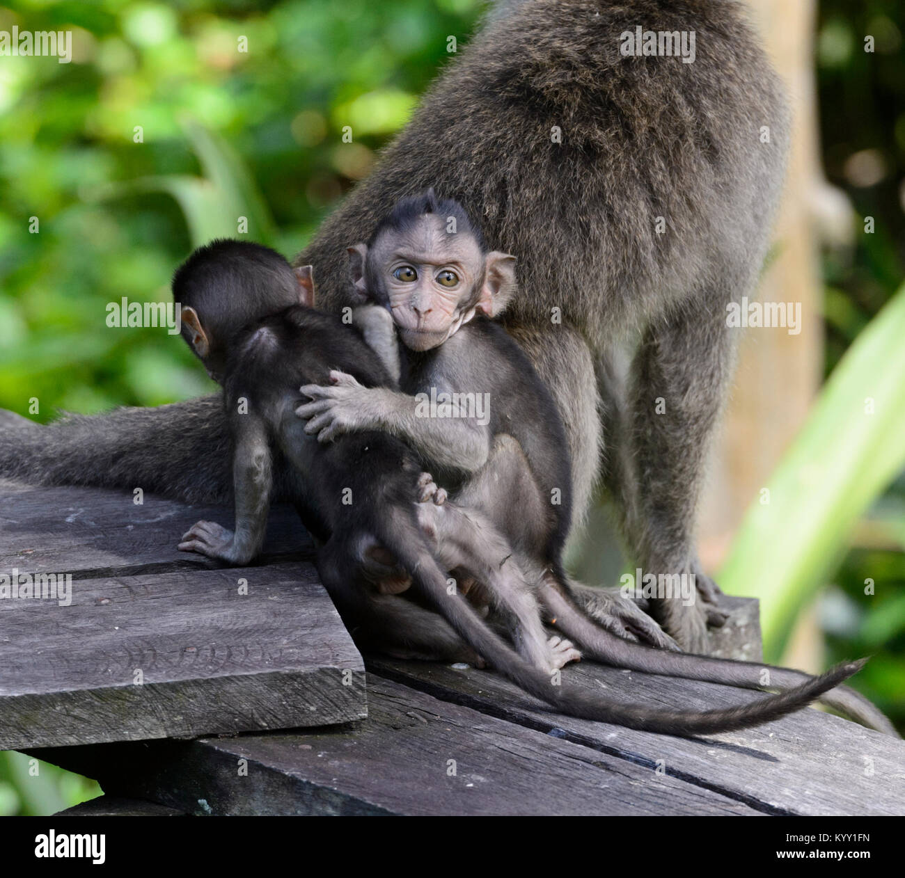 Adorable twin Long-tailed Macaques (Macaca fascicularis) playing, Labuk ...