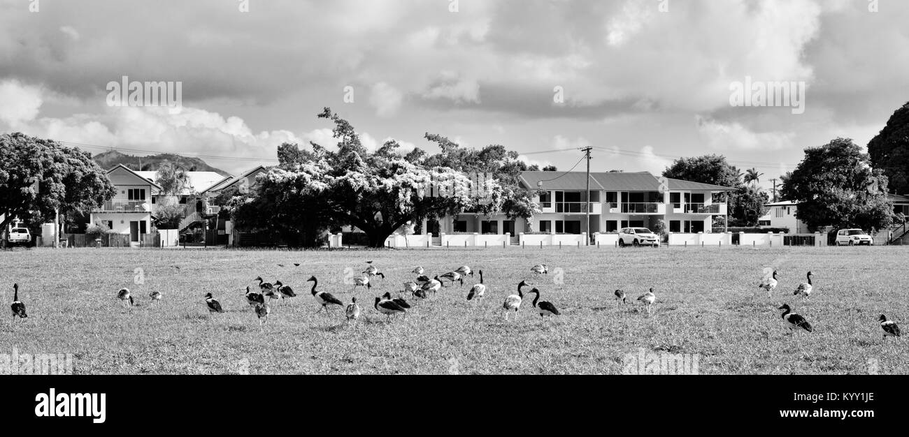 Australia native geese Black and White Stock Photos & Images - Alamy