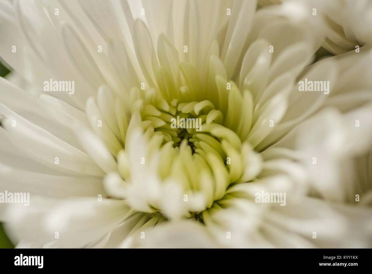Close-up of chrysanthemum Stock Photo - Alamy