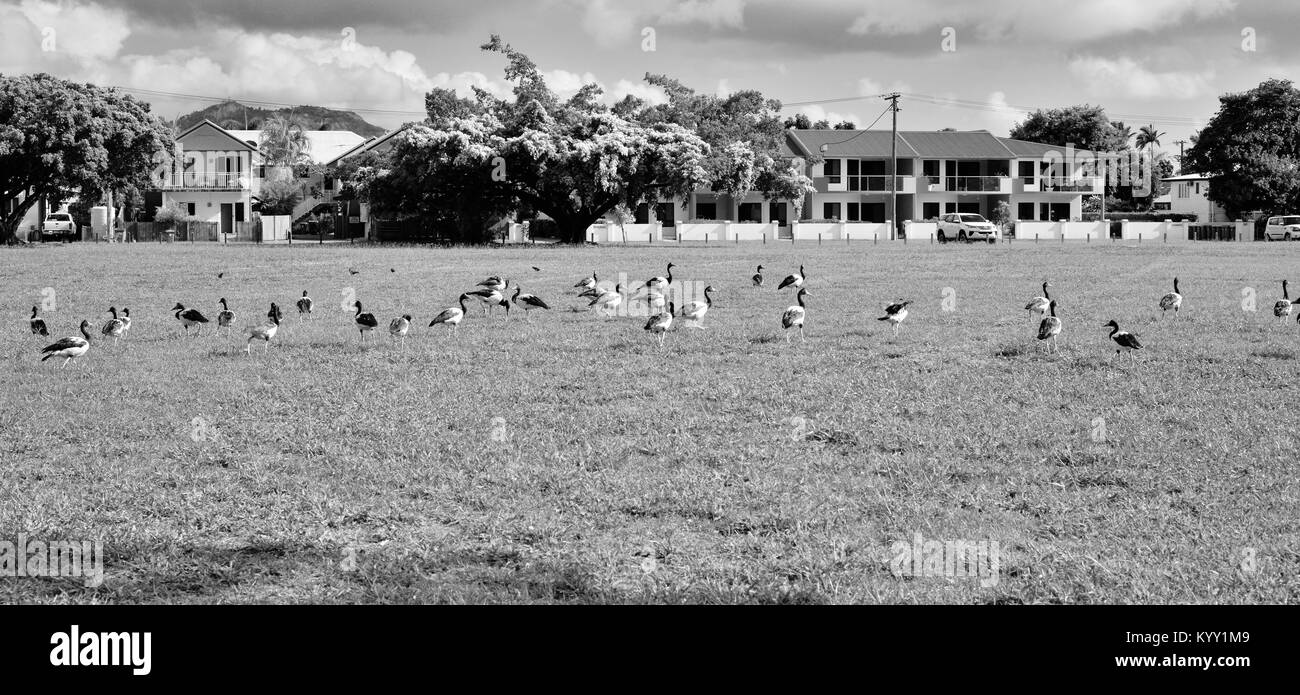 Flock of Magpie Geese, Townsville, Queensland, Australia Stock Photo ...