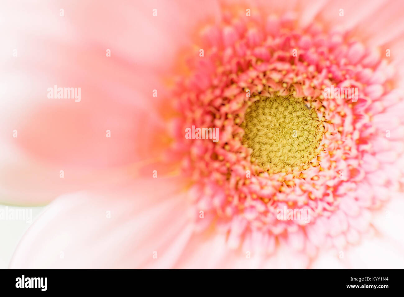 Gerbera close up hi-res stock photography and images - Alamy