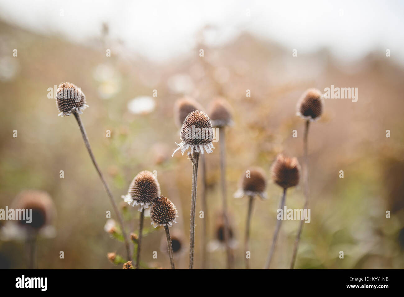 Close-up of dry plant at field Stock Photo - Alamy