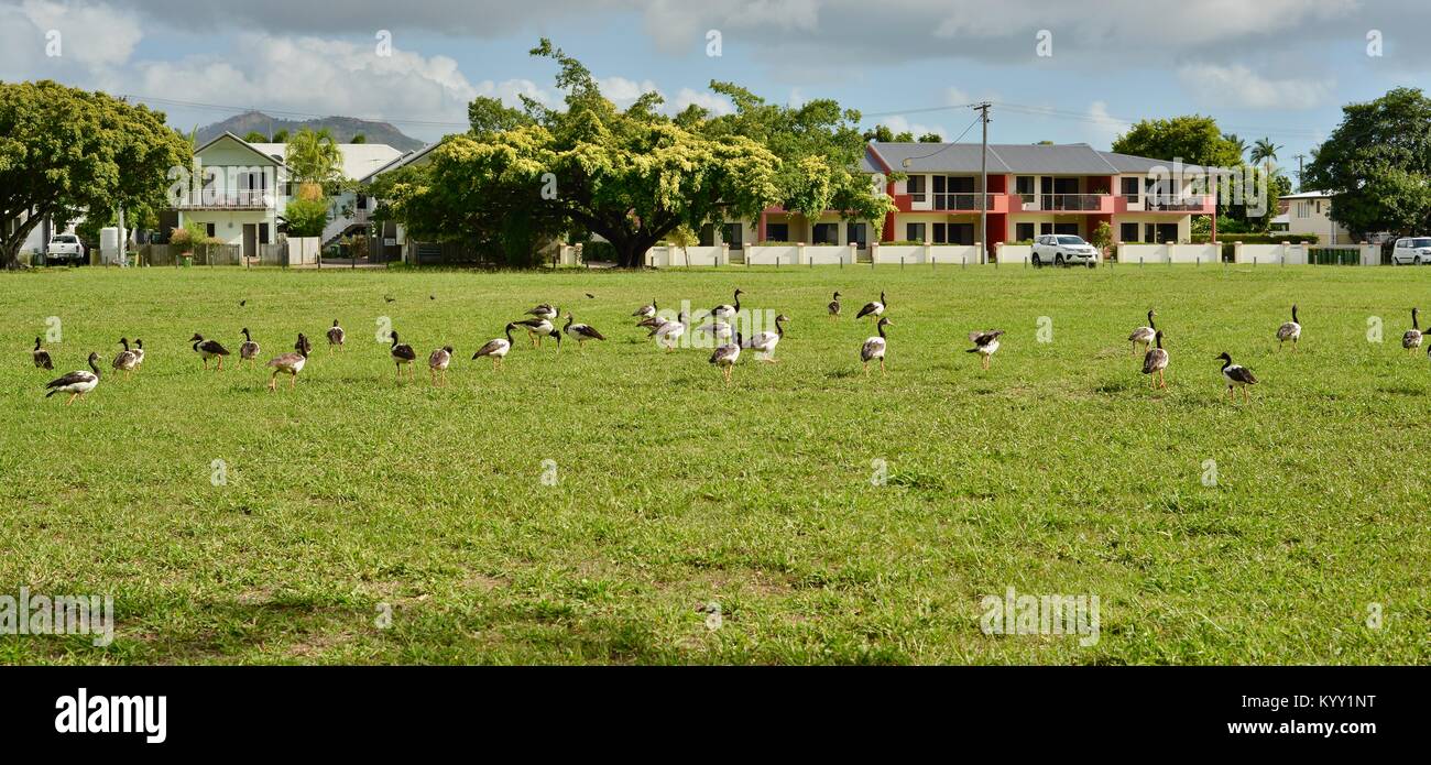Australia Native Geese High Resolution Stock Photography and Images - Alamy